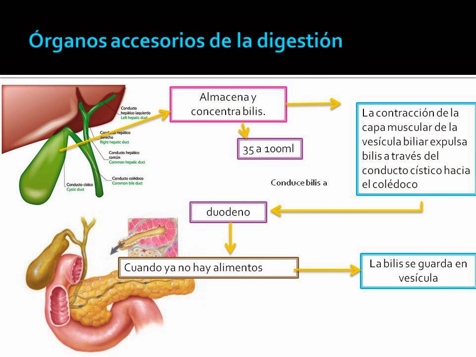 Blog de Fisiología Médica de Noemí Aidé López Castro: Órganos ...