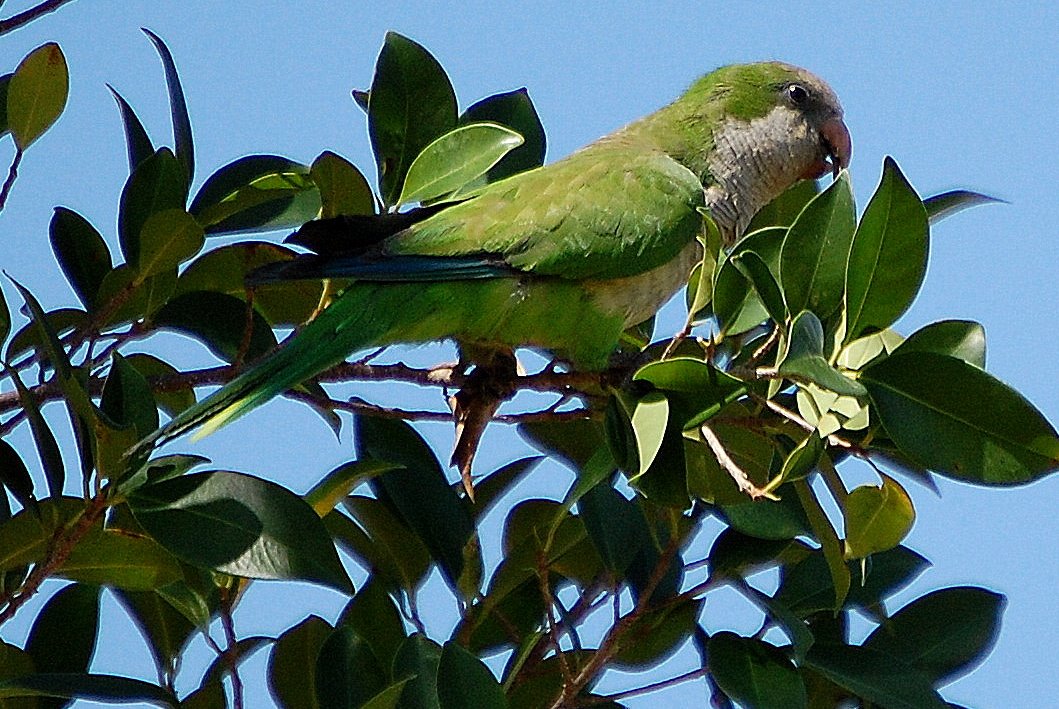 Field Notes and Photos: Wild Parakeets of Florida