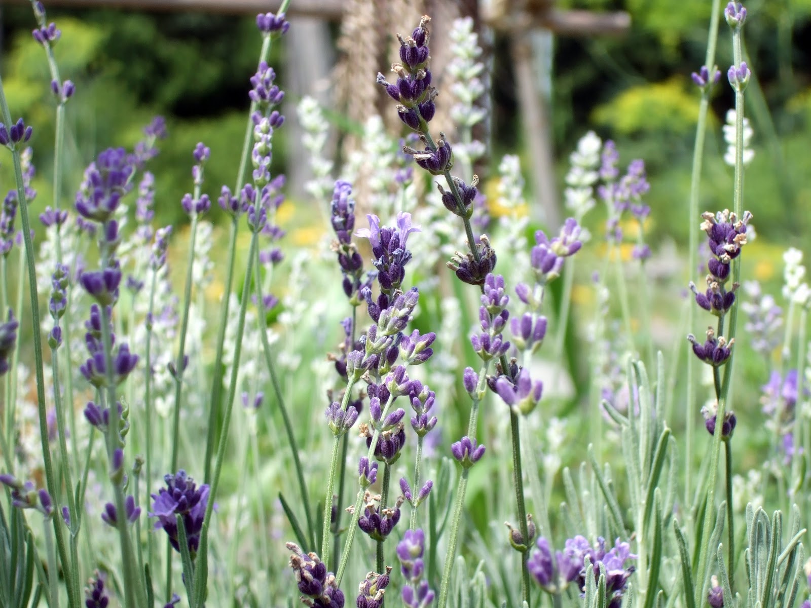 Vaikai ir Vanilė: Levandų ledai su medumi