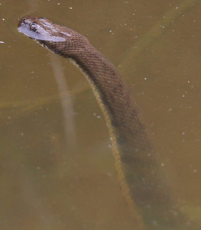 A Birder in The Philippines: Snakes of The Philippines