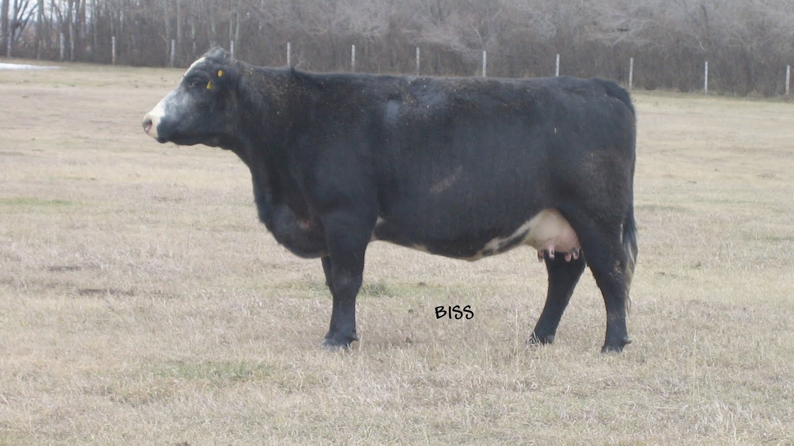 DIAMOND G CATTLE CO.: Purebred Blue Roan Simmental.....