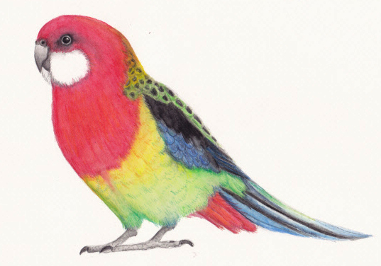 Catherine Gabriel Art: Eastern Rosella (again!)