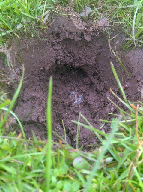 From the Country: Finding Mole Runs