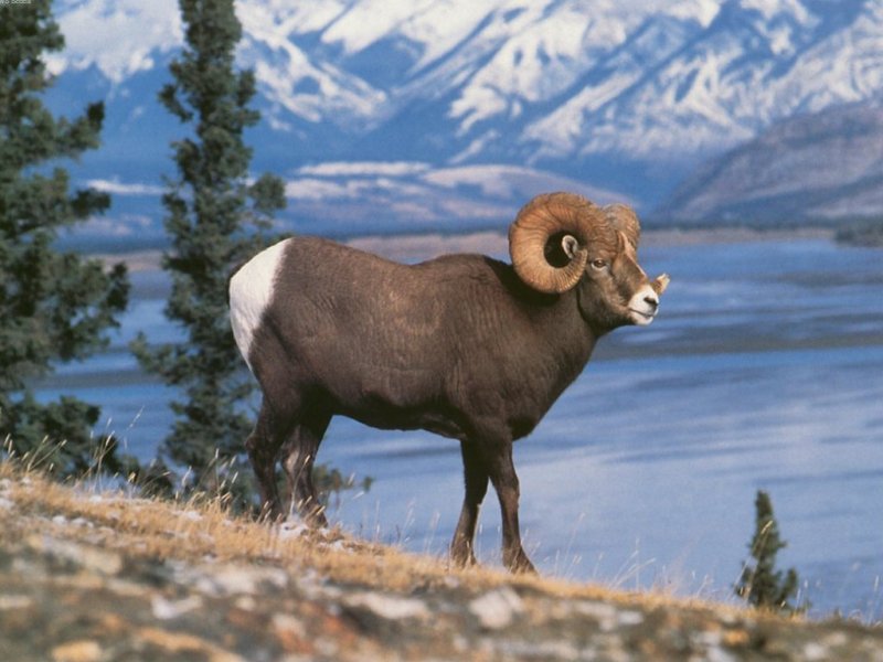 Biology of Animals: Ovis canadensis (mountain sheep)
