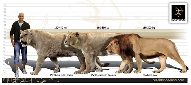 Extinct Animal of the Week: Subspecies of Lions