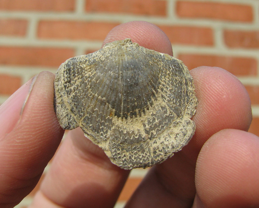 Views of the Mahantango: Atrypa reticularis from Lockport, NY