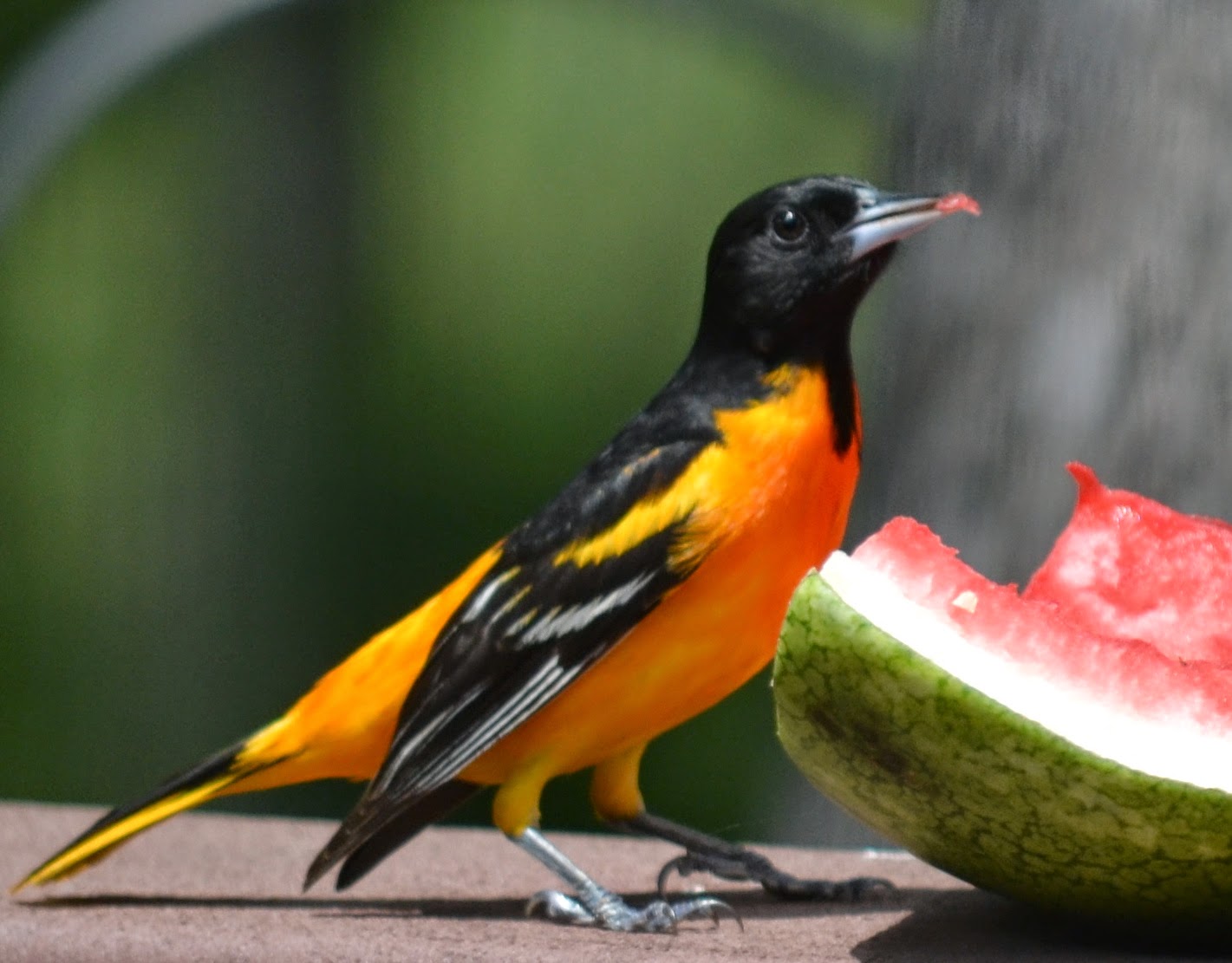 Along Slap Out Gully: Backyard birds: Flashy Orioles like watermelon