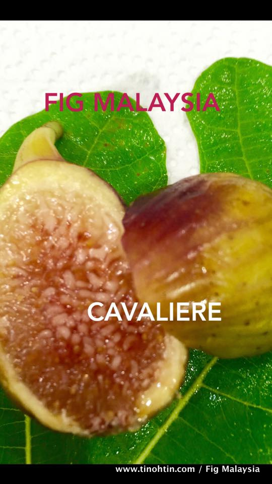 Cavaliere Fig - Var Tin