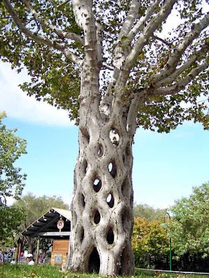 Sammi's Blog ☻: Once before I blogged about some very weird trees! This ...