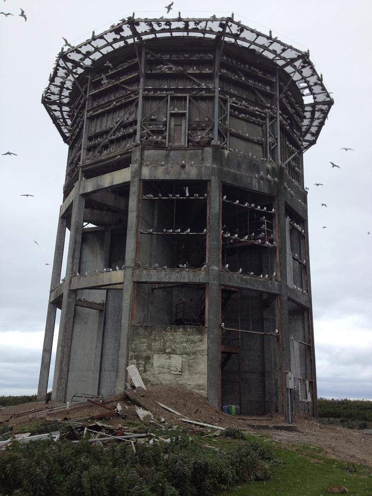 Middleton Island, Gulf of Alaska: A few photos from Clark Pearson’s ...