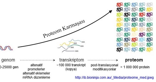 Prof. Dr. Bilsen Beşergil: Proteom (proteome)