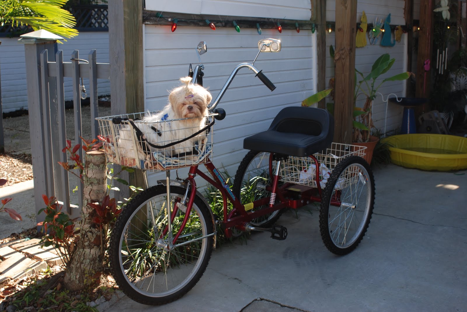 The Adventures of a Shih Tzu: PHOTOS OF ME