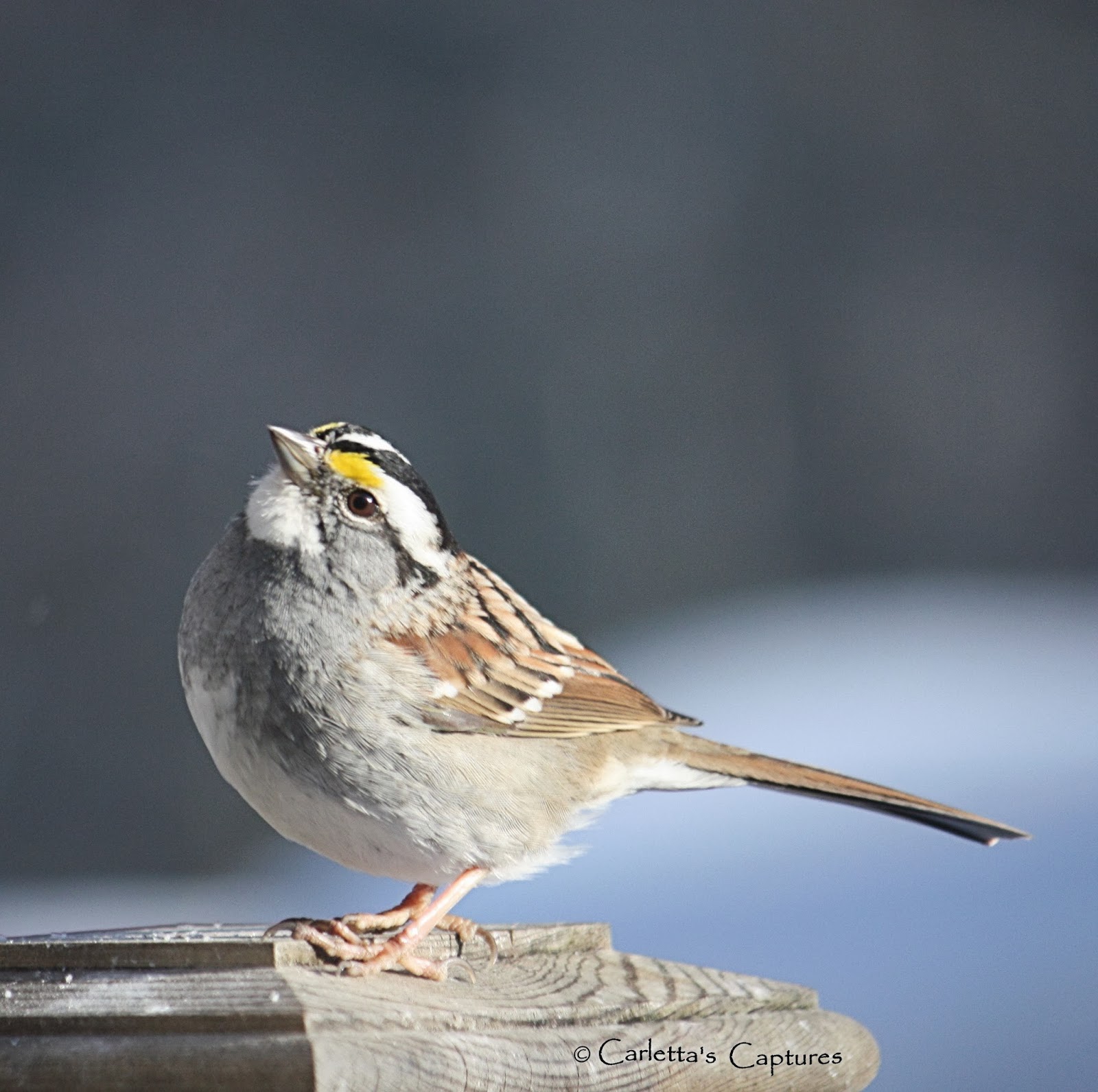 Round The Bend: Wild Birds: White-throated Sparrow
