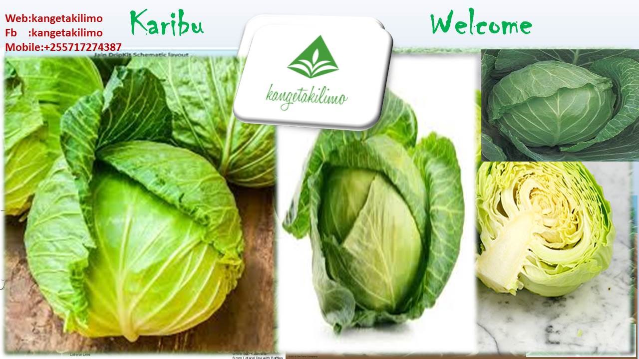 Kangetakilimo: KILIMO BORA CHA KABICHI NA KANGETAKILIMO