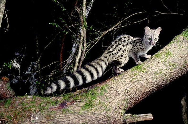 THE VIEW FROM FEZ: August 2014