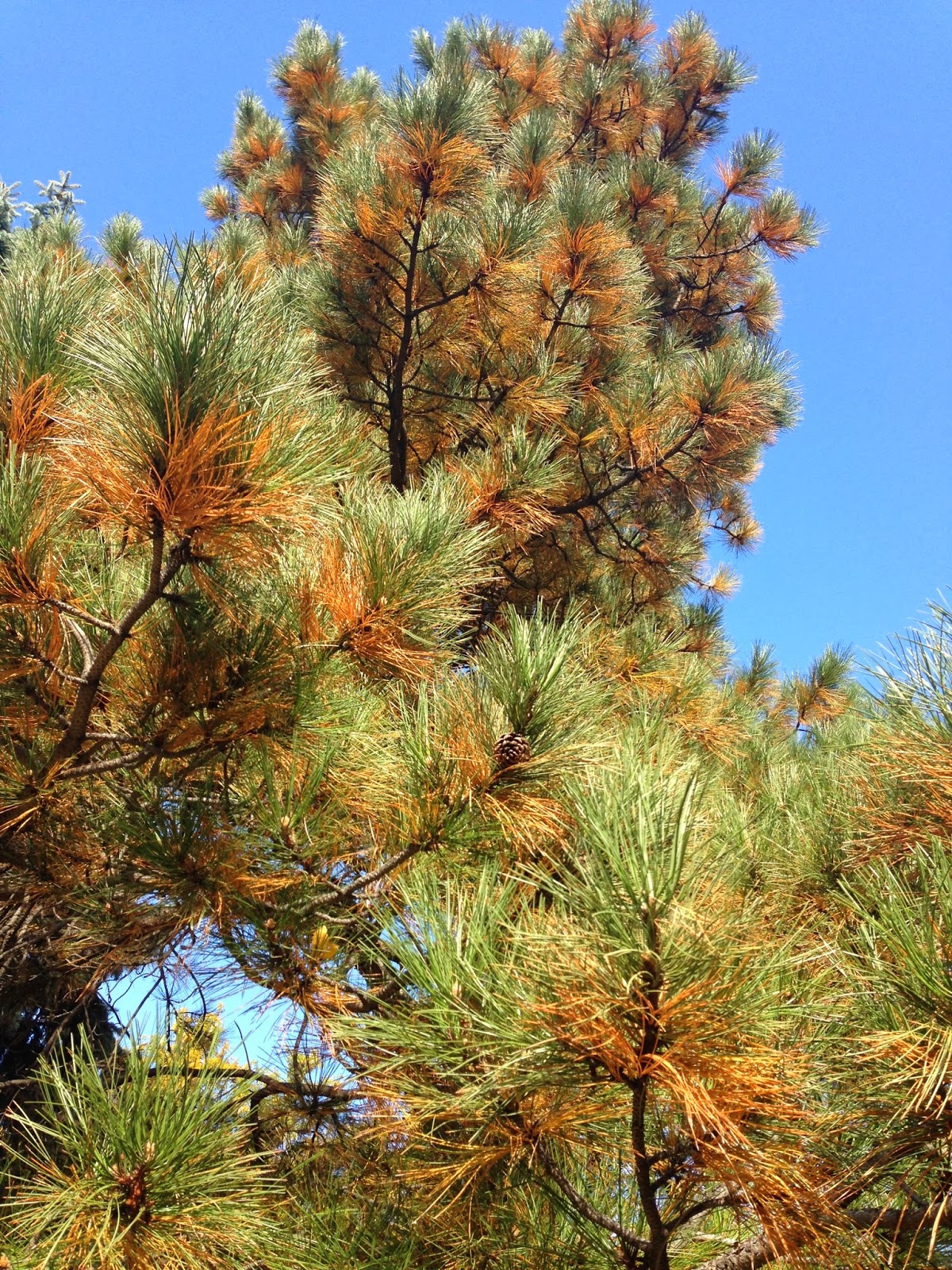 JeffCo Master Gardeners Fall Needle Drop Is Normal In Evergreens By JeffCo Master Gardeners Fall Needle Drop Is Normal In Evergreens By