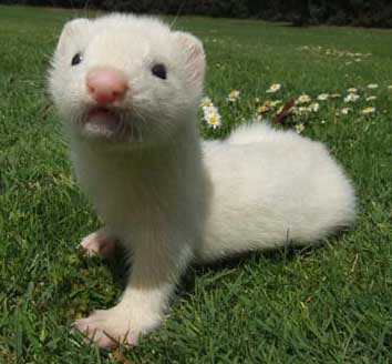 Clinica Veterinaria Burjassot 961131539 - Centro Veterinario Bitxos ...