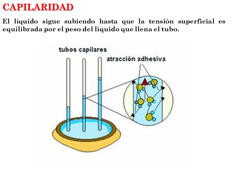 Física: Presentación Capilaridad