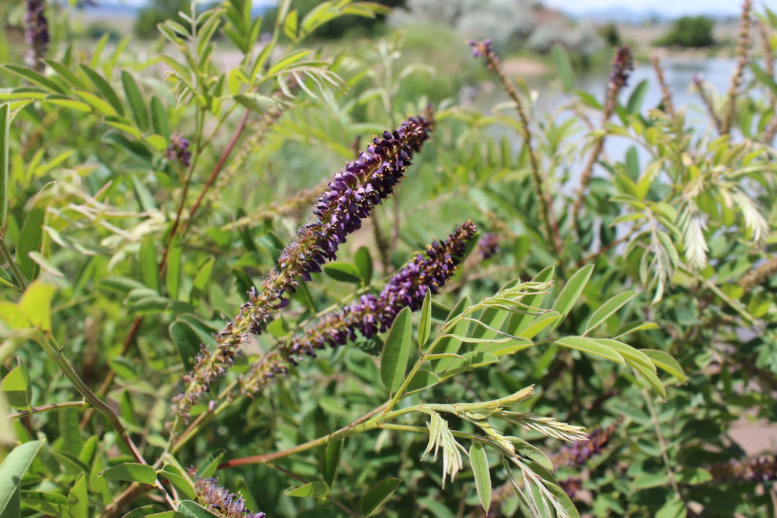 Jefferson County Colorado Wildflowers