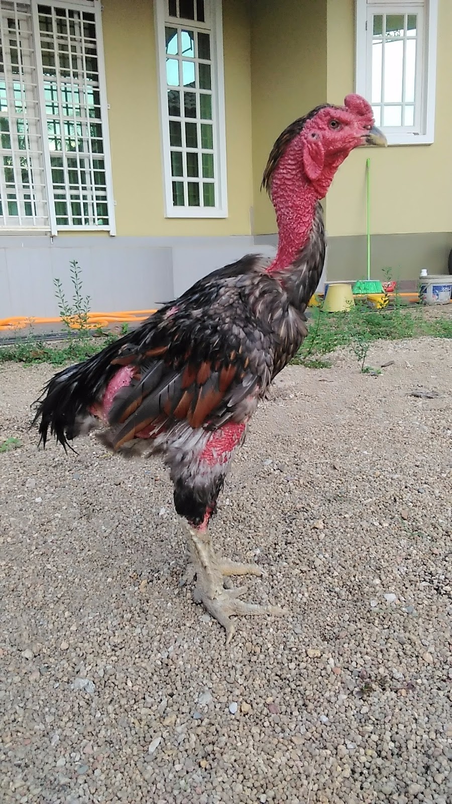 Jerteh Ganoi Farm: Ganoi Untuk Tatapan Sahaja (The Ultimate Warrior)