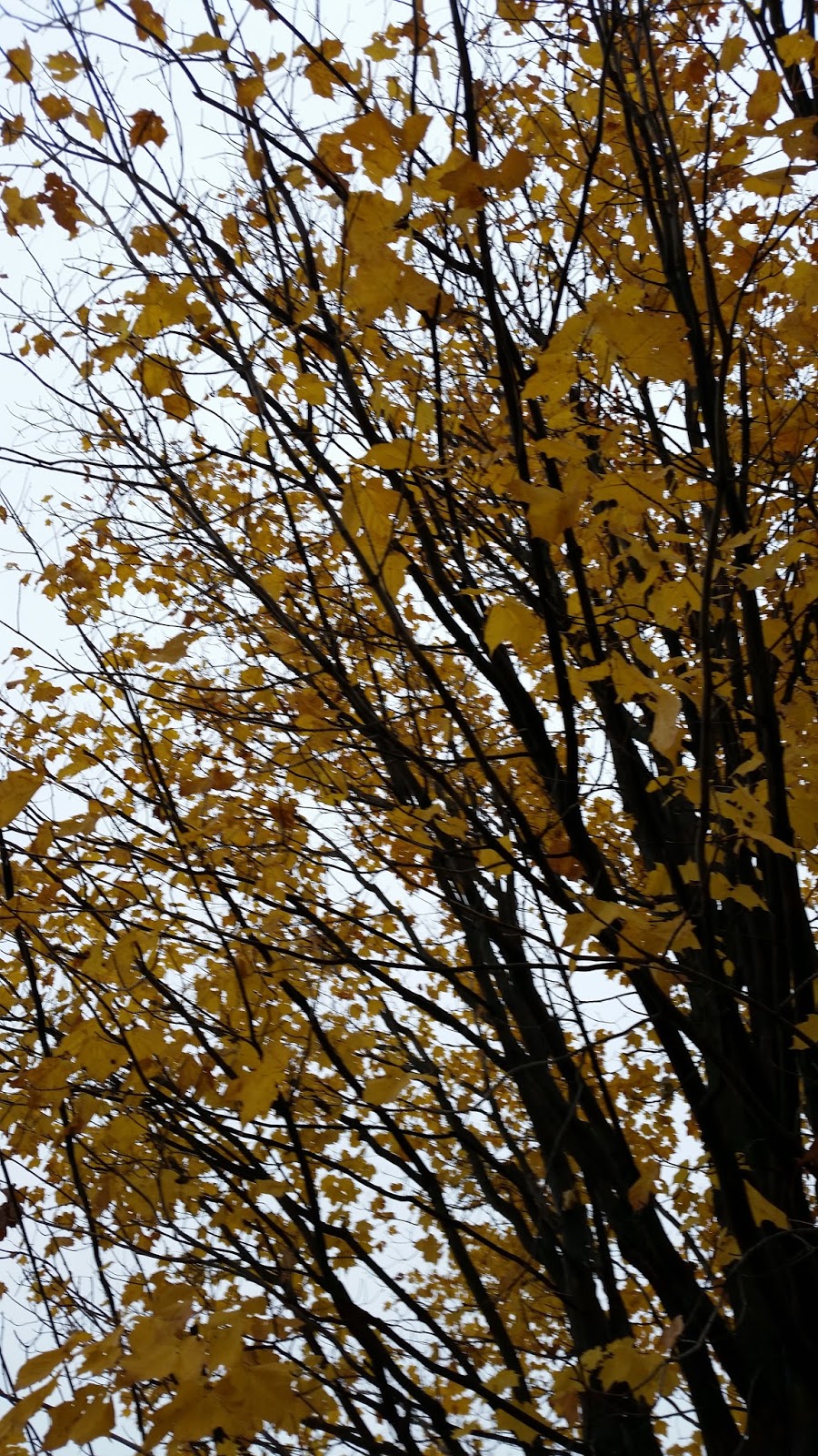 Celebrating the Dance : Dreary Fall Day and A Delay