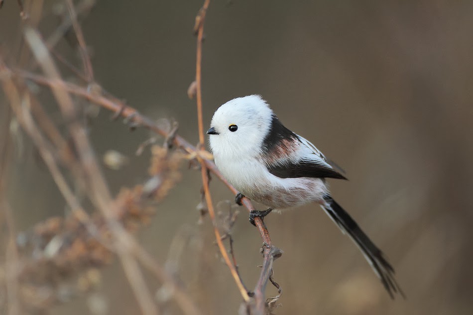 존트 역대급 씹덕상인 흰머리 오목눈이(뱁새).jpg - 인스티즈(instiz) 이슈 카테고리