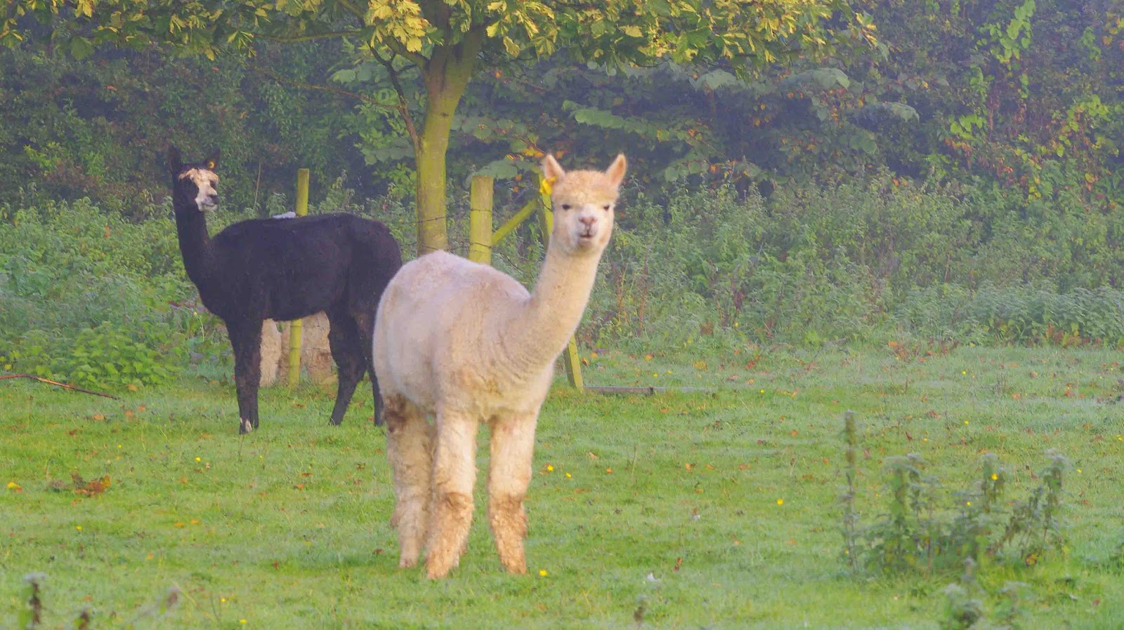 Out & About: Ellastone & Calwich Abbey