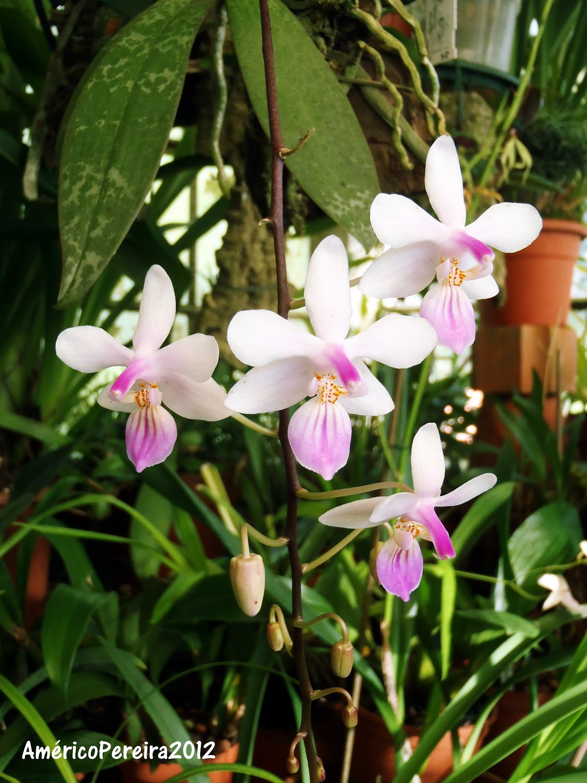 Orquídeas soltas: Phalaenopsis lindeni