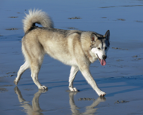 1Betterof: Canadian inuit dog