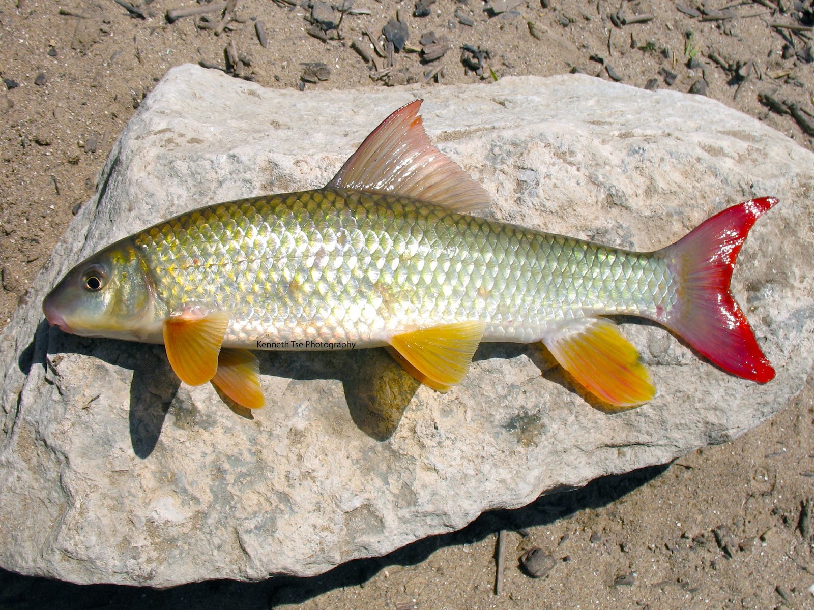 MuskieBait Adventures: 2016 US Midwest (Day 6)