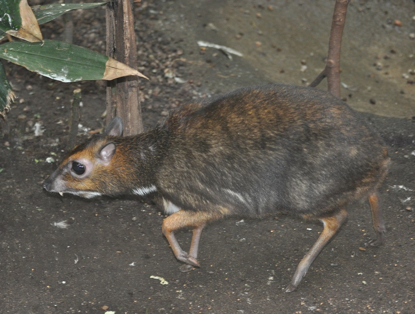 ZOOTOGRAFIANDO (5.836 ANIMALS): CIERVO RATÓN DE FILIPINAS / PHILIPPINE ...