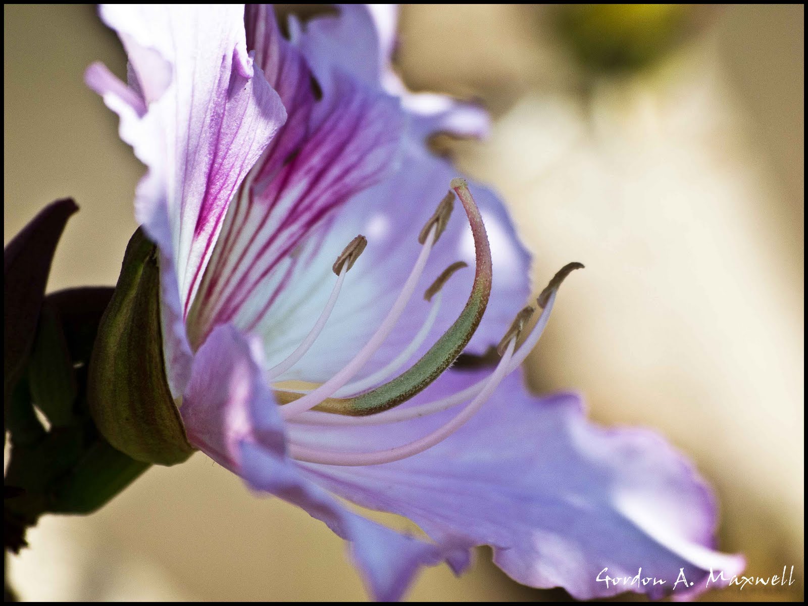 Vacation 2011: Flowers of Brazil
