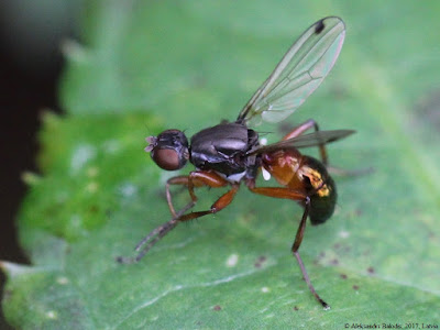 Variety of Life: Sepsidae