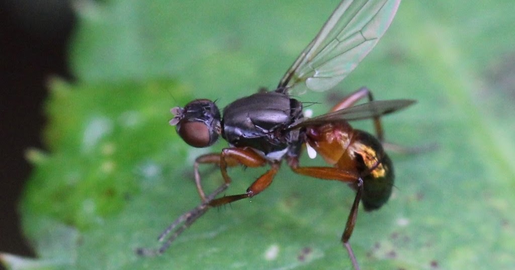 Variety of Life: Sepsidae