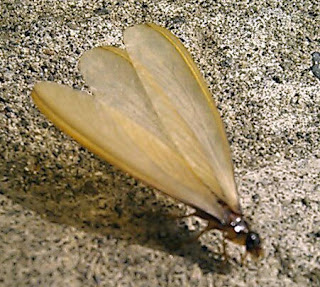 Cara Ampuh Mengusir Laron Secara Tradisional | Banyak Cara dan Tips