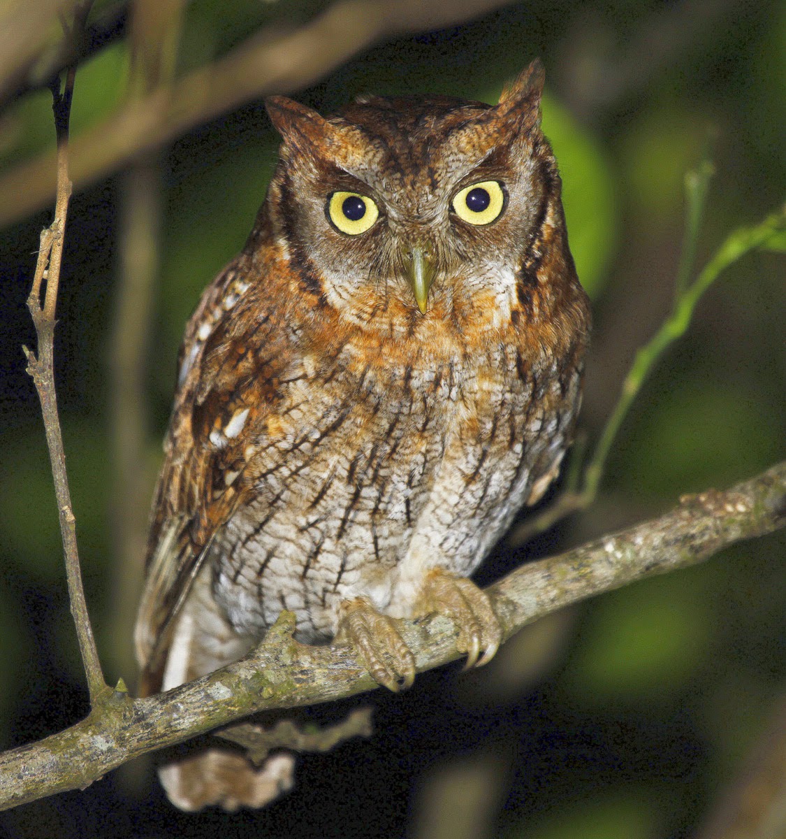 ANIMALS PICTURE: GAMBAR BURUNG HANTU (Owl Bird Pictures)-5