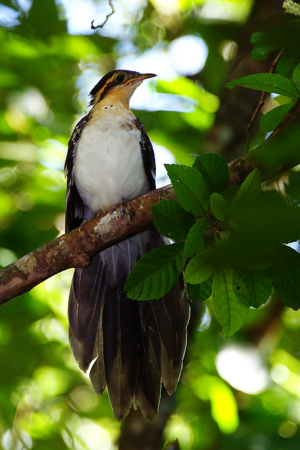 Bellas Aves de El Salvador: Dromococcyx phasianellus (cuco faisán, tres ...