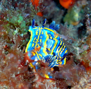 Sea Slug and the Turtle: May 2010