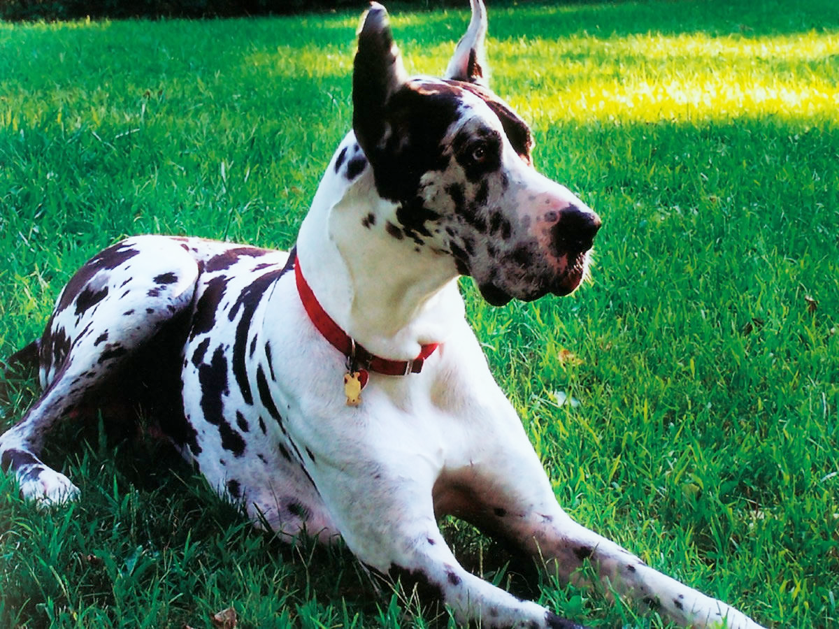 julio 2015 ~ La Gata Sabionda