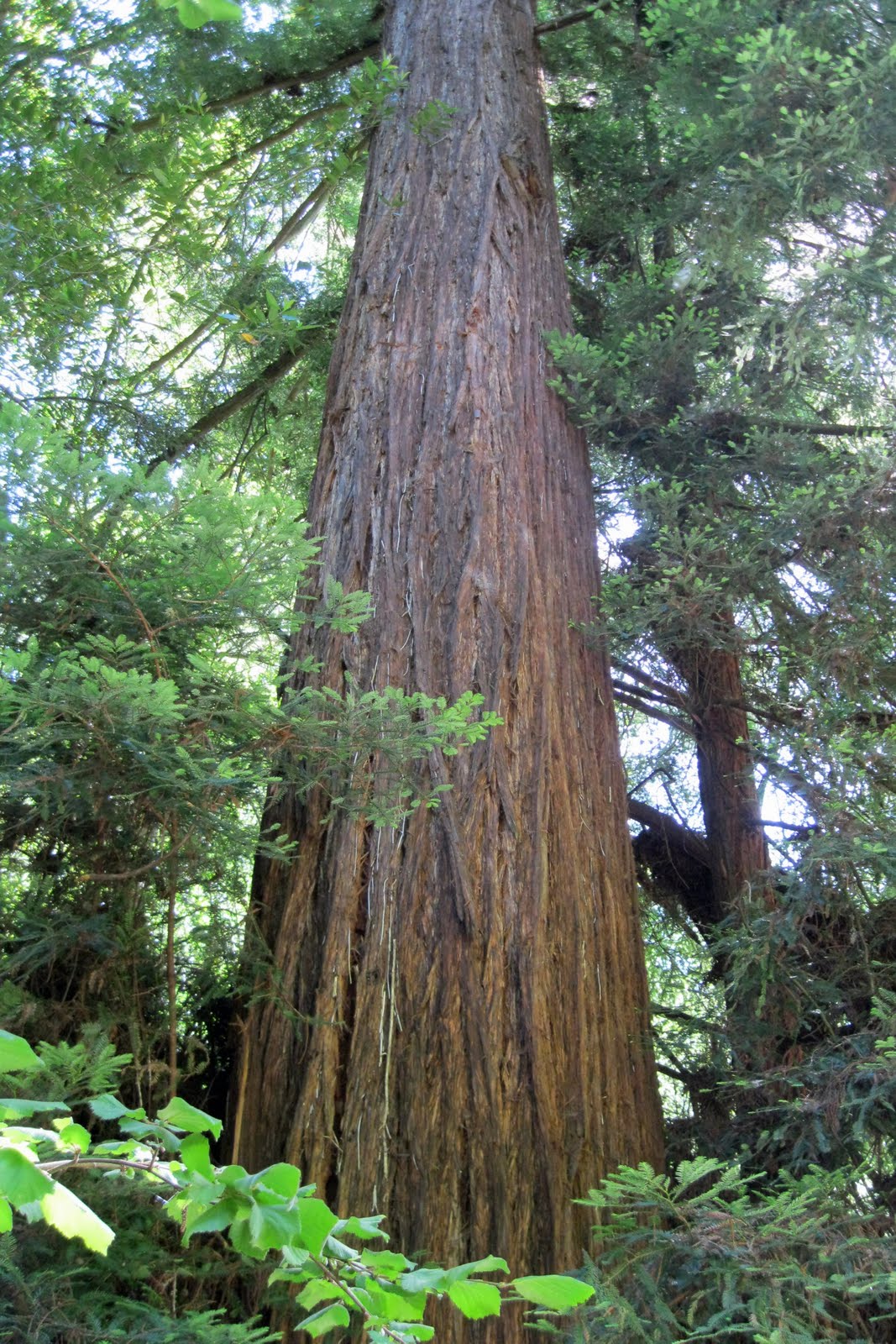 Live, Love, and Laugh: Giant Redwoods
