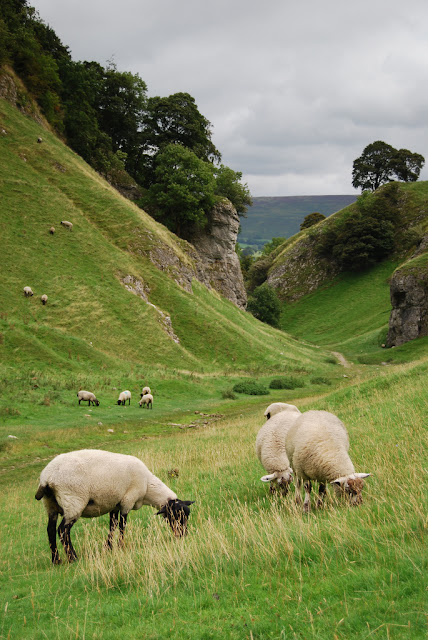 Content in a Cottage: Gorgeous Landscape with Sheep