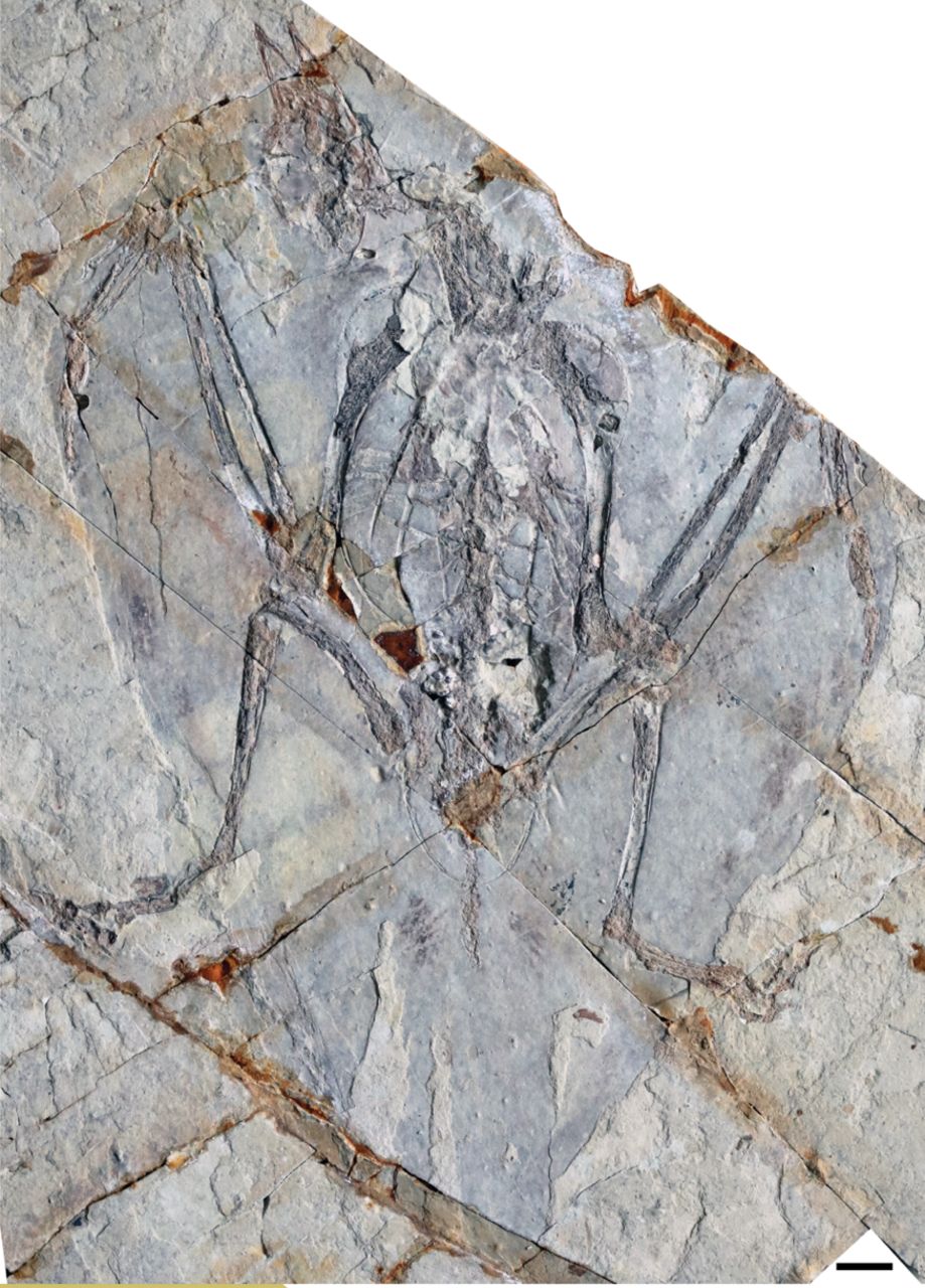 Raptormaniacs: New (Extinct) Maniraptors of 2018