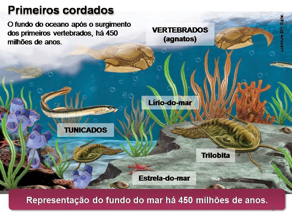 Bio prof. Viviane: Aula - Filo Chordata