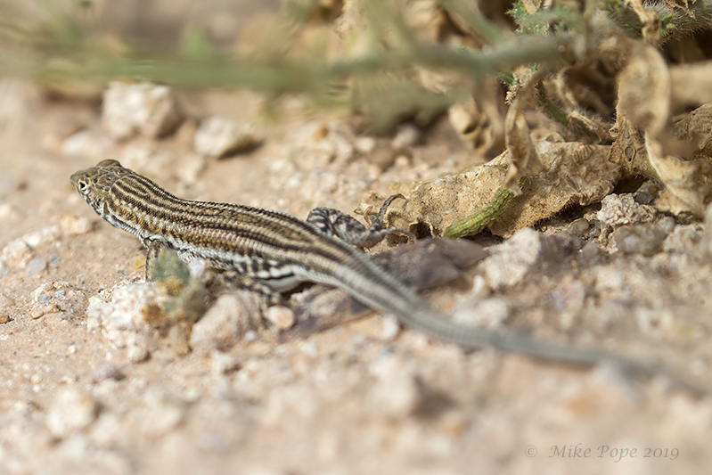 Kuwait Birding: A Quest to the South West