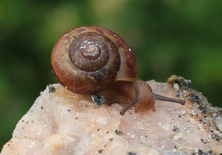 Nature views: Snegler med skall