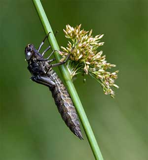 Biogil: A LIBÉLULA E O SEU CICLO DE VIDA IMPRESSIONANTE