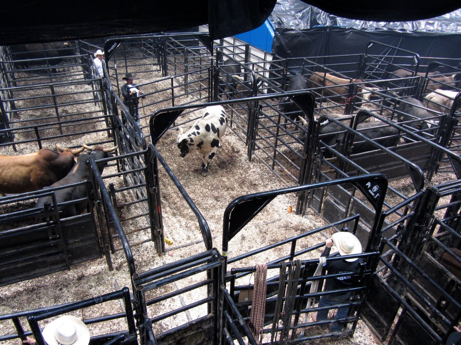 Rank: Bull Riding News: The View from Above