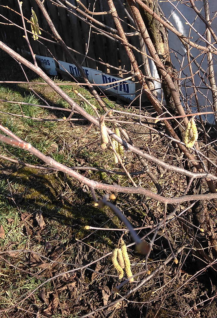 Blogul Simonei: Aluni