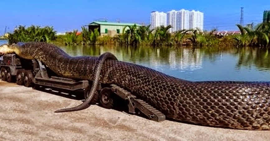 Anaconda Gigante Que Teria Matado 3 E