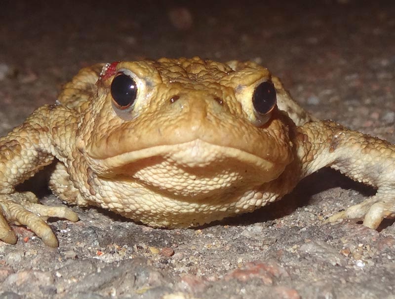 MERSEA WILDLIFE: TOAD FACE